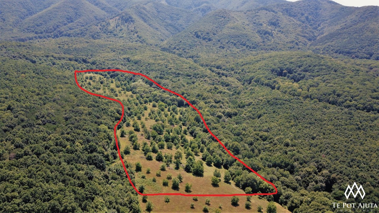 Livadă de Nuci, 11 Hectare comasate, Cisnădie - teren livada de vanzare ...